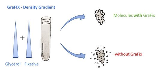 GraFIX, a method for single particle cryo-electron microscopy (cryo-EM)
