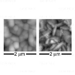 AFM Tipcheck Standard